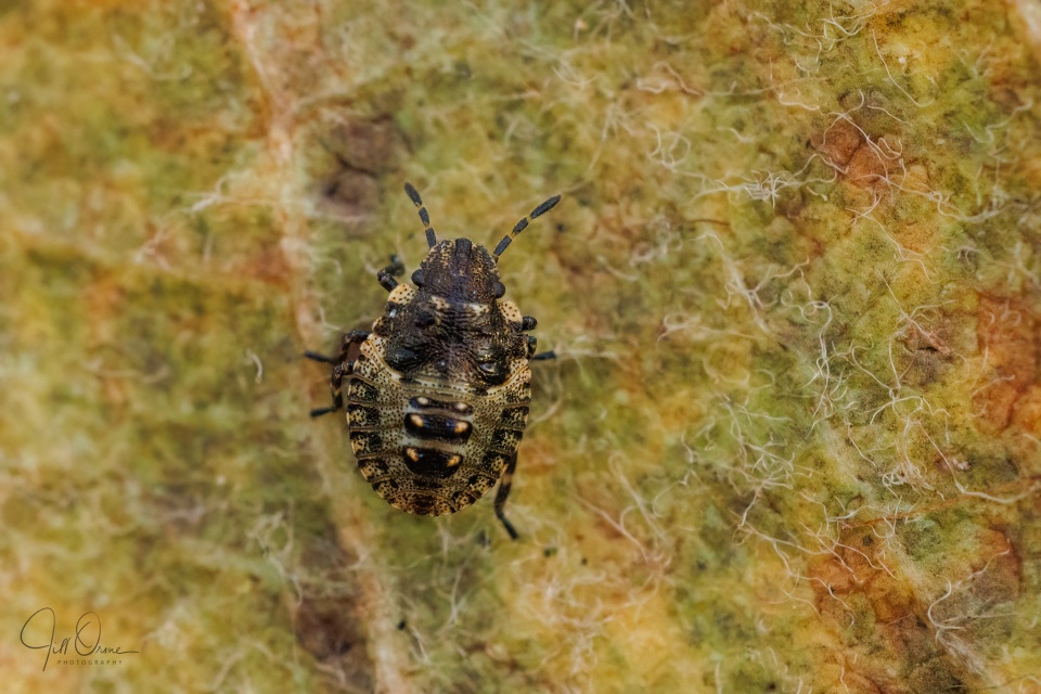 Second instar | JDO | Blipfoto