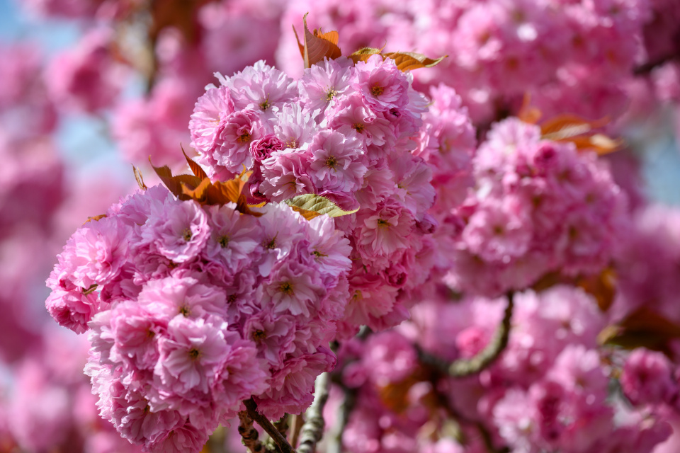 Cherry blossoms (Prunus Kanzan blossoms) | NickyR | Blipfoto