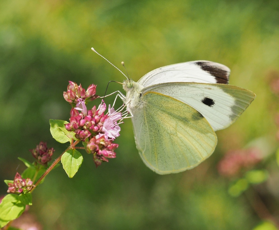 Large White Butterfly | Crispin25 | Blipfoto