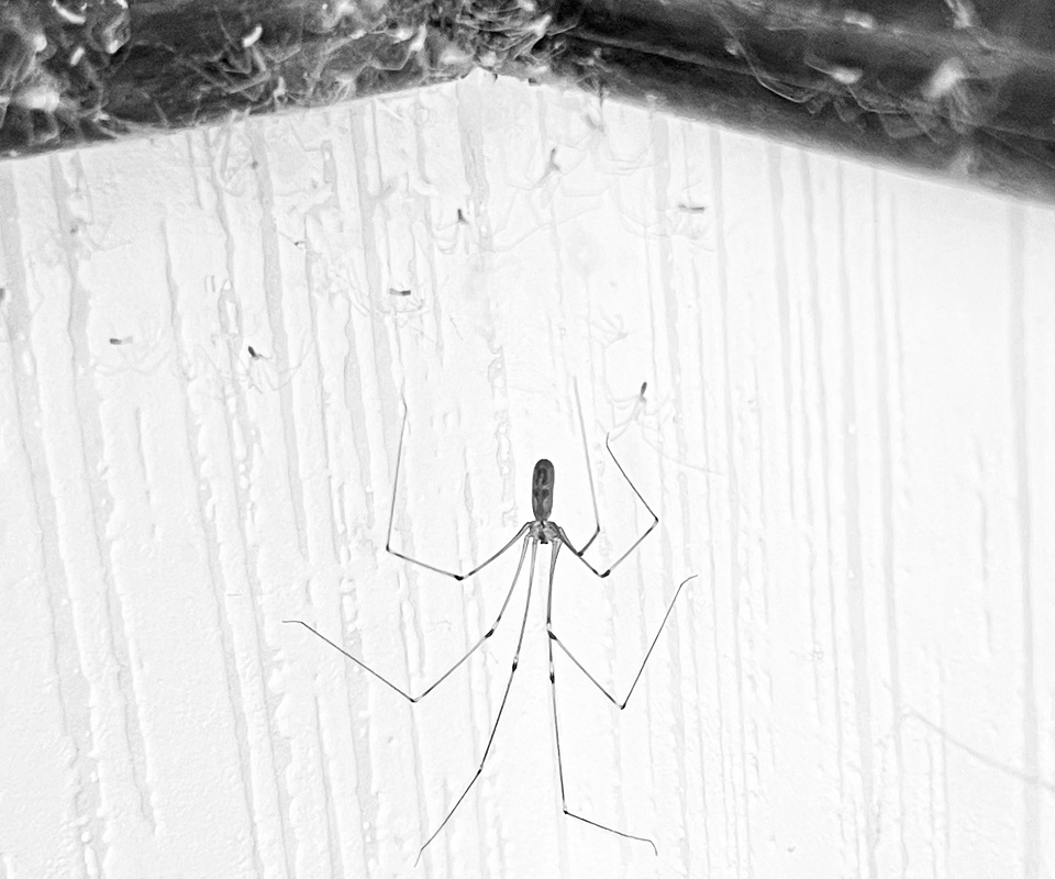 Mummy long legs | CowgirlCarol | Blipfoto