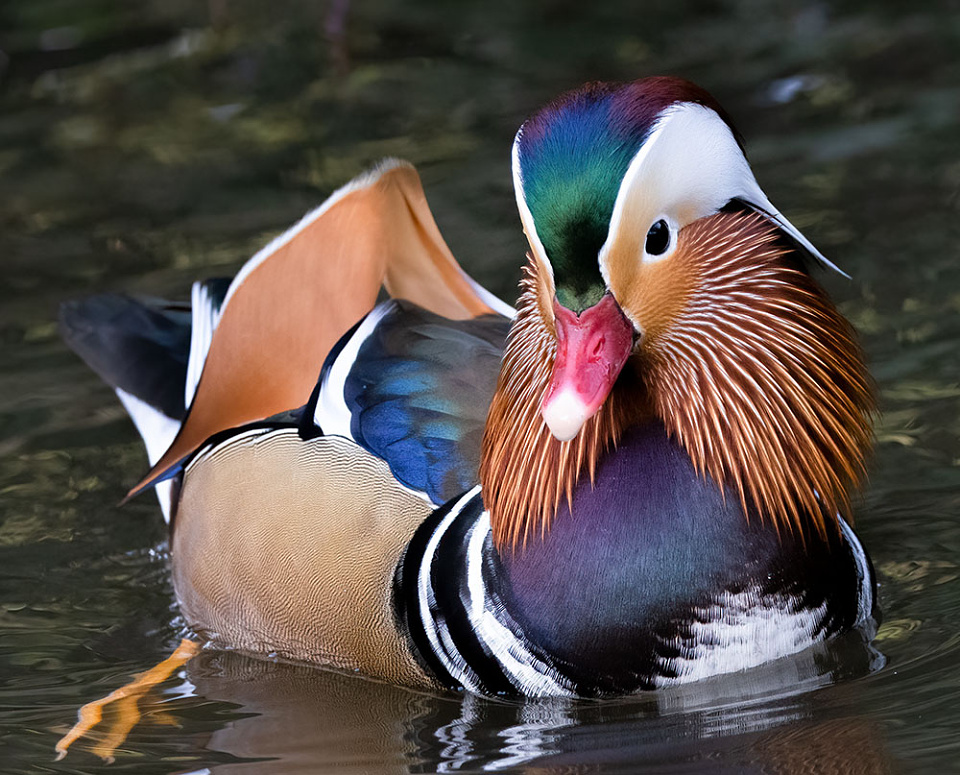 Coat of Many Colours | Hillyblips | Blipfoto