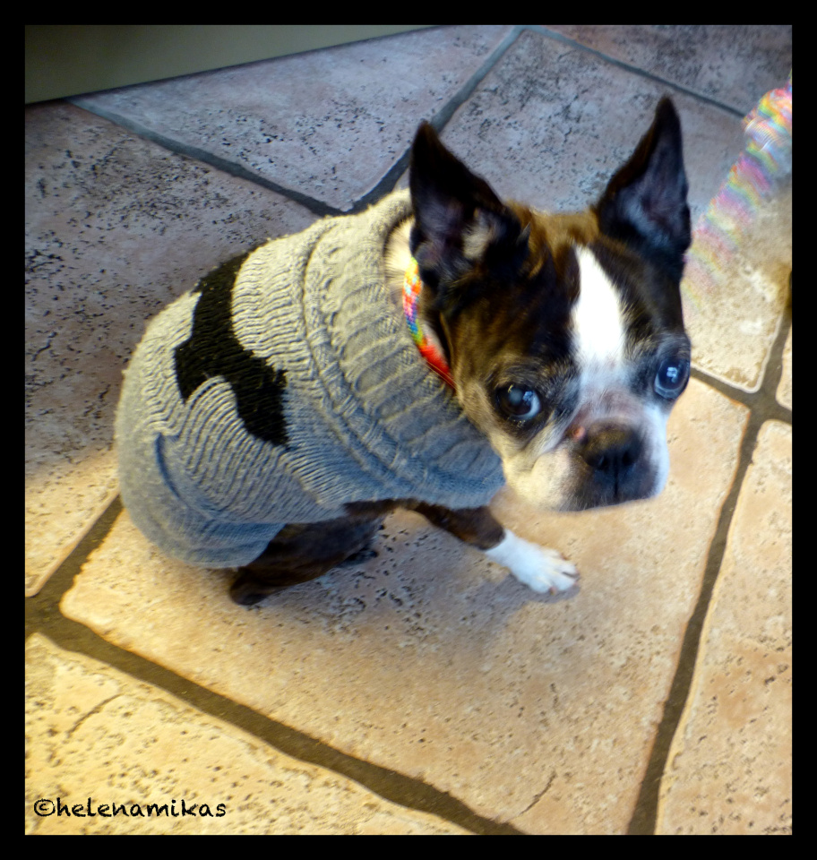 This Dog Is Not Amused | BVFL33 | Blipfoto