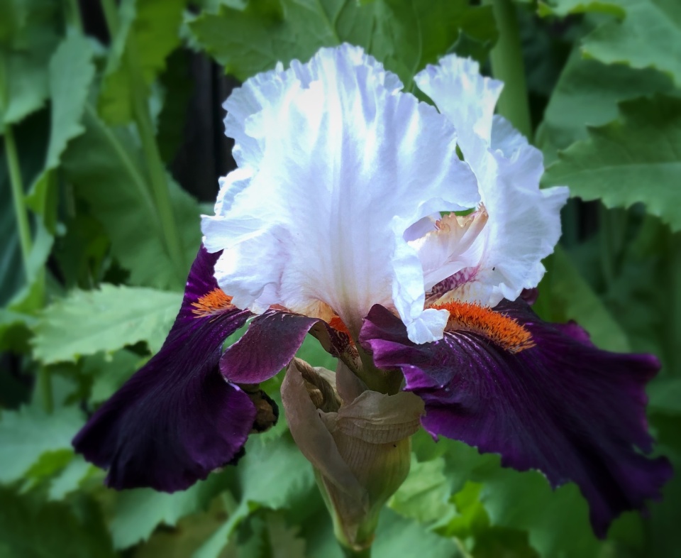 Starring, a bearded iris by Joe Ghio | soozaday | Blipfoto