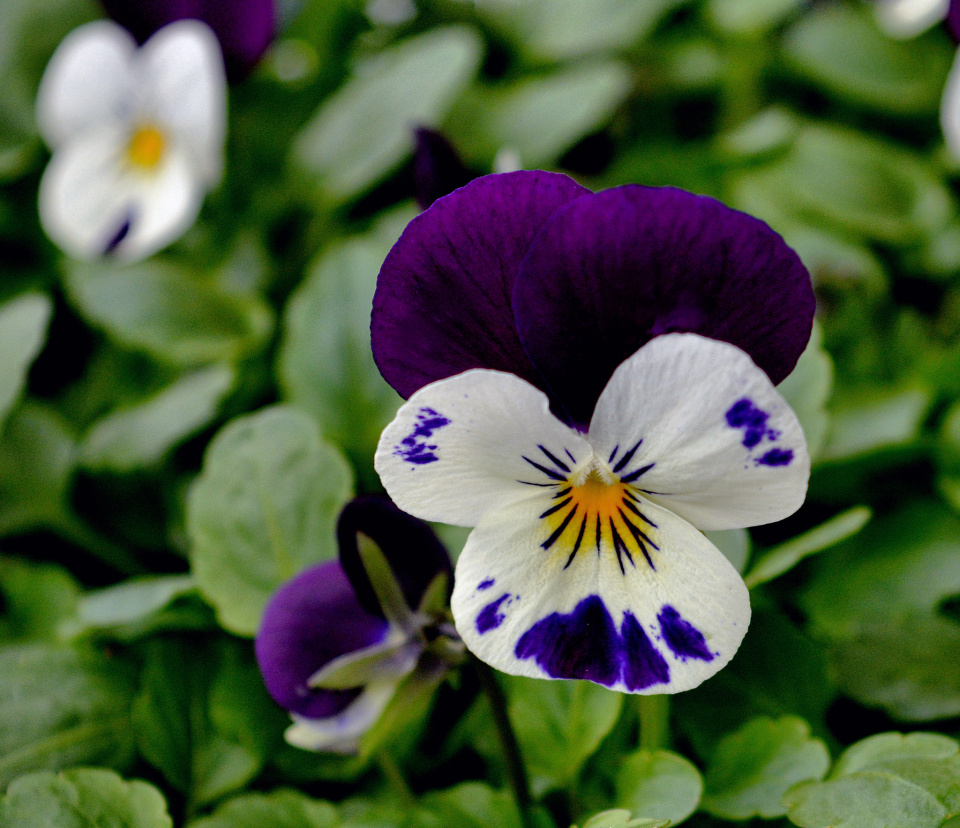 Reliable | mambo | Blipfoto