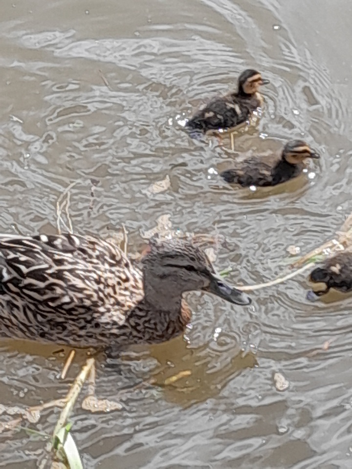 Spotted first ducklings of the year | endangeredspec | Blipfoto