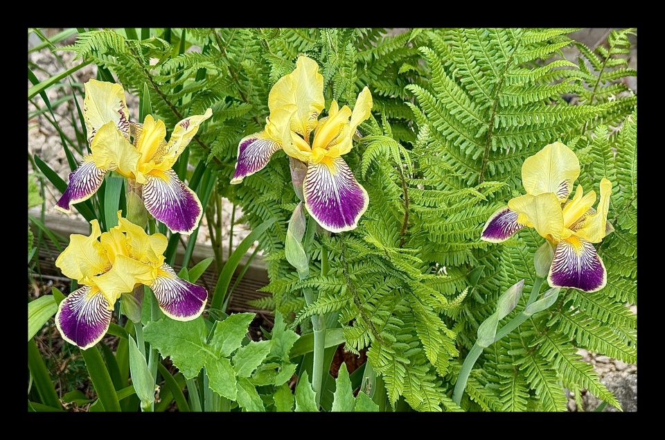 FLAG IRISES IN OUR GARDEN | Honeycombebeach | Blipfoto