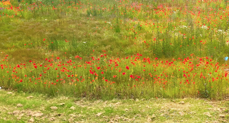 Shades of Green | mambo | Blipfoto