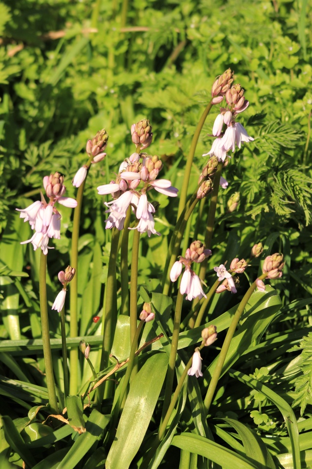 So pink 'bluebells'? | JulesB | Blipfoto