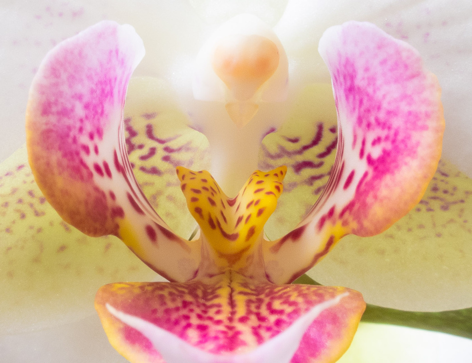 Orchadia | Kernow | Blipfoto