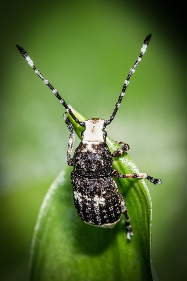 Fungus weevil | mollyblobs | Blipfoto