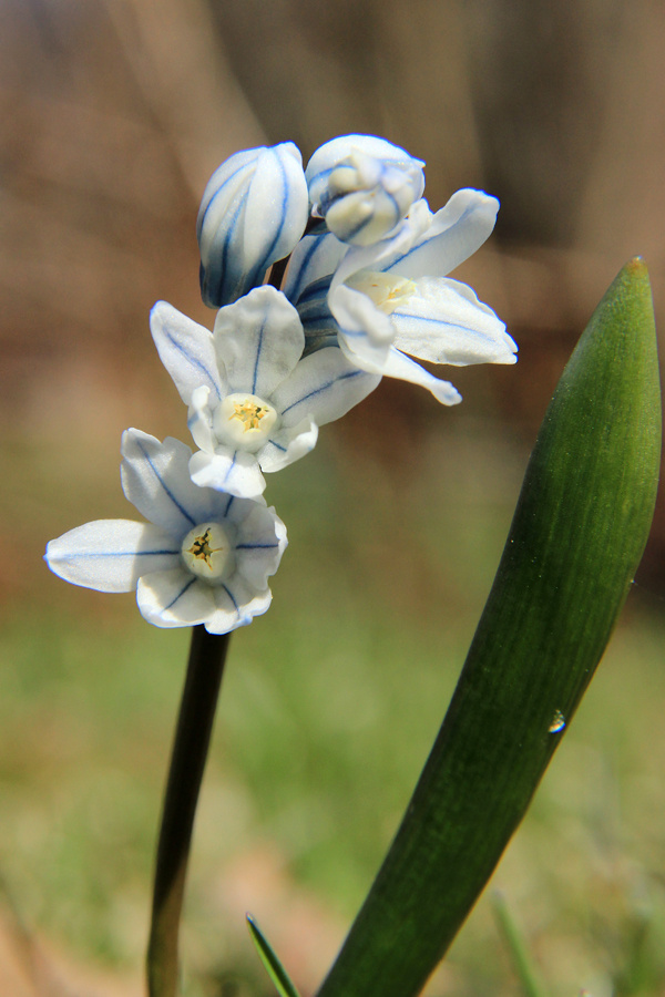 Scilla Siberica Alba | joesblips | Blipfoto
