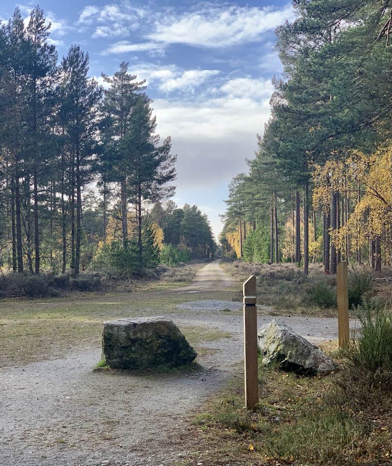 Culbin Forest | stswithin50 | Blipfoto