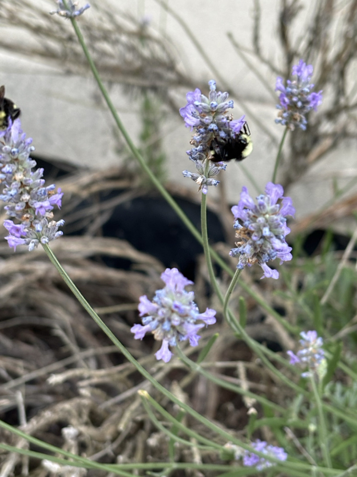 Lavender | comments | Blipfoto