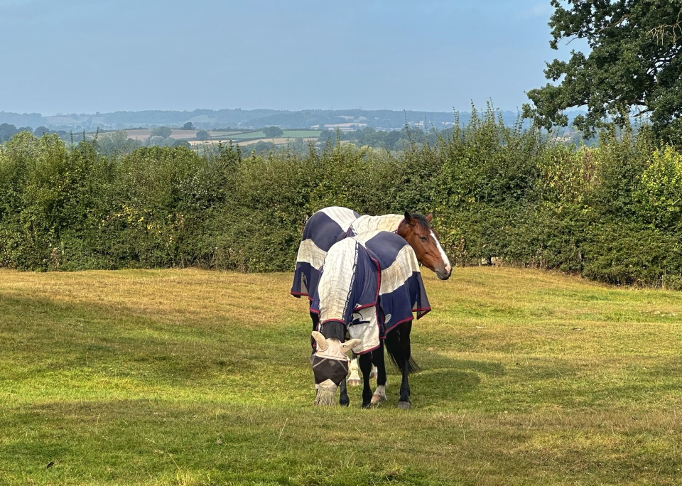 Out standing in their field. | Technophobe | Blipfoto