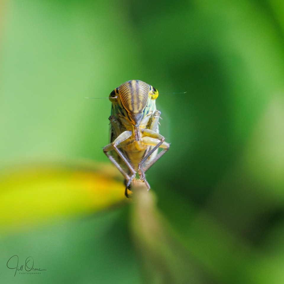 Hoppy | JDO | Blipfoto