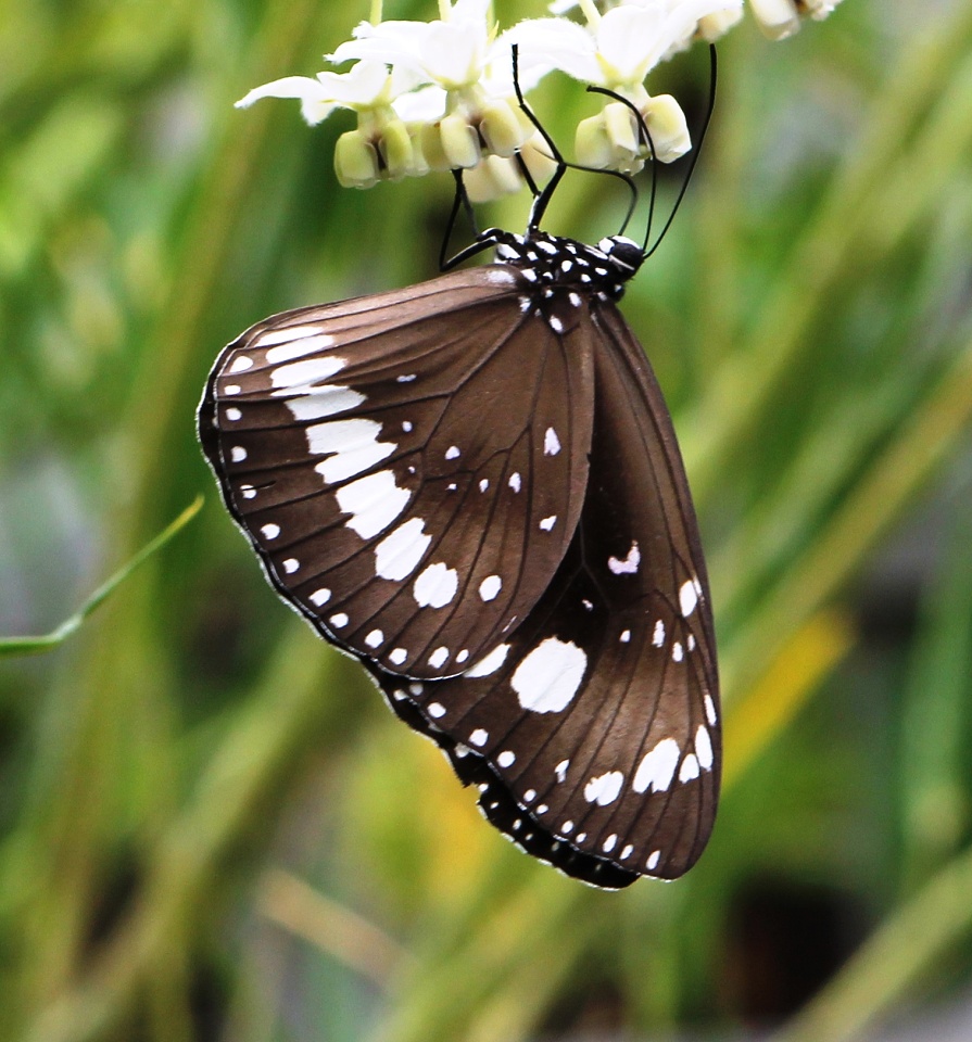 Common Crow Butterfly. | frezabird | Blipfoto