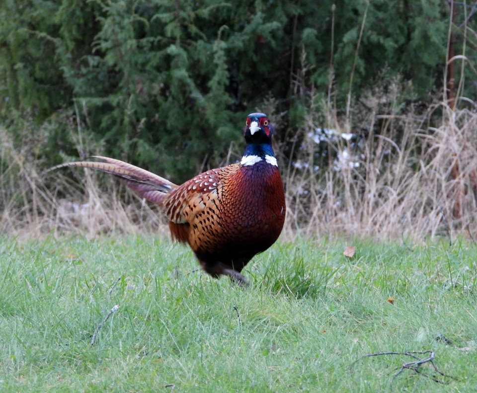 Fasaani, Phasianus colchicus | leah | Blipfoto