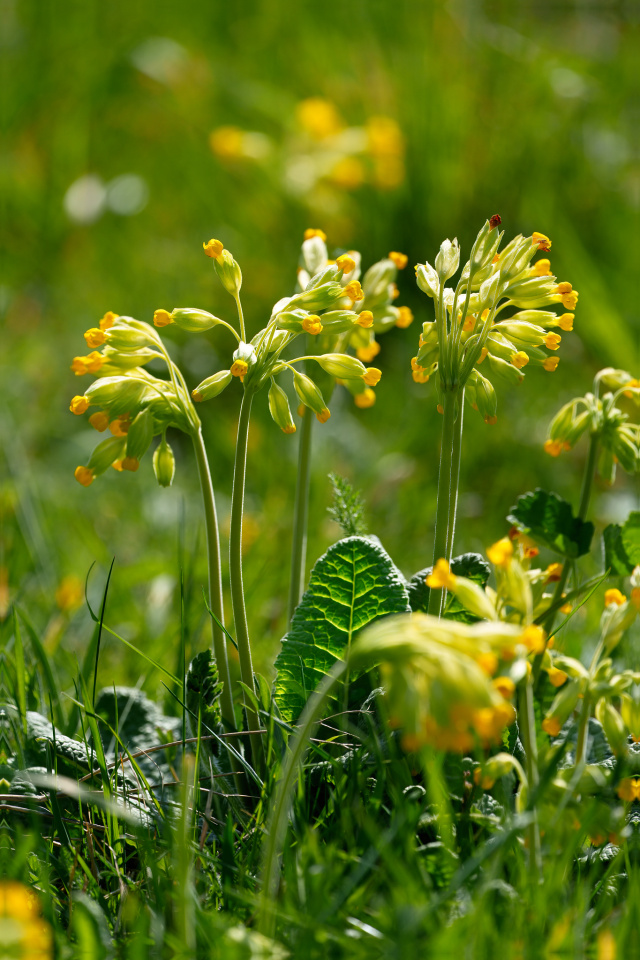 Green and Gold... | Incredibish | Blipfoto