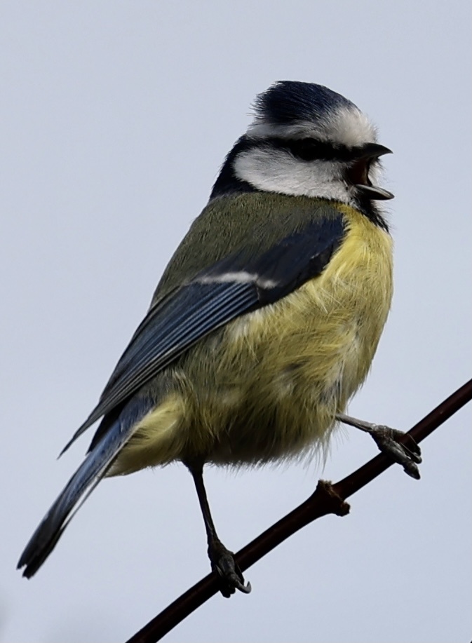 A very cross bird | chrisf | Blipfoto