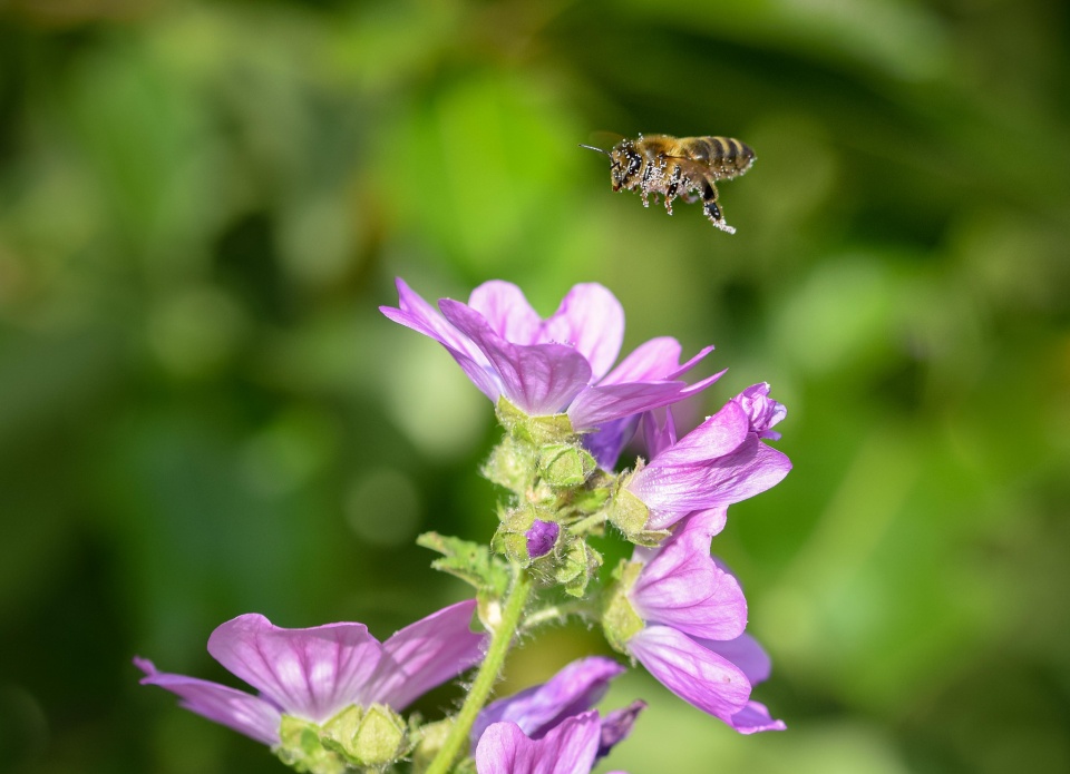 Mallow heaven! | Stiffknees | Blipfoto