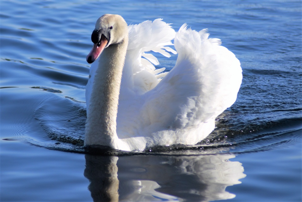 Ride a White Swan | Alan_Rodger | Blipfoto