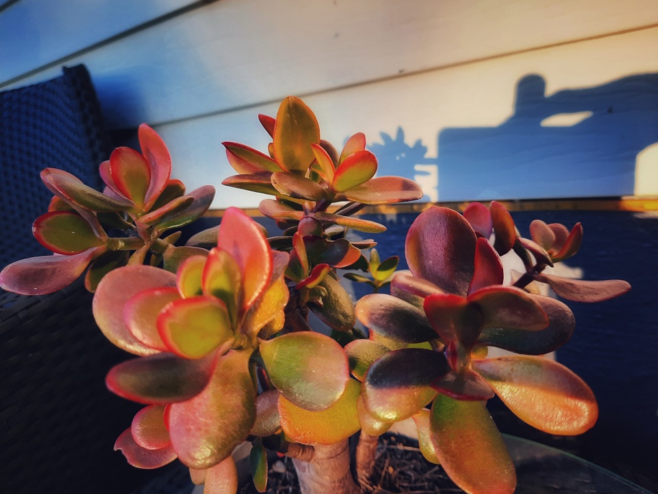 Jade plant | evolybab | Blipfoto