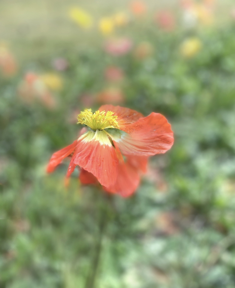 Wet Poppy | rainie | Blipfoto