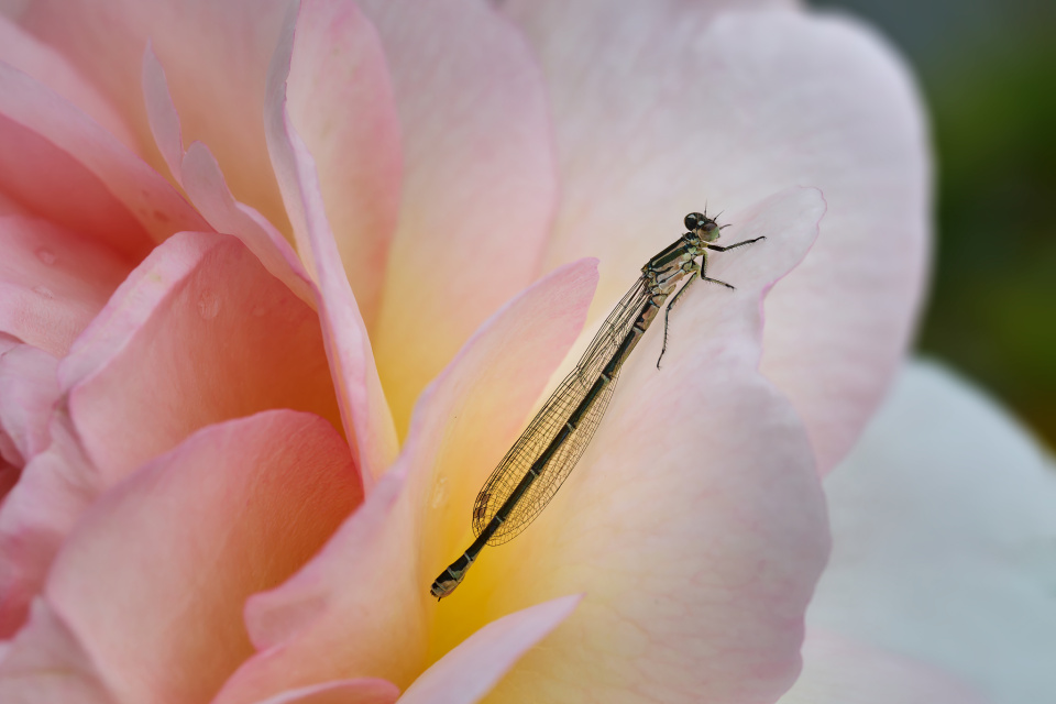 Rose and Damsel | Sheol | Blipfoto