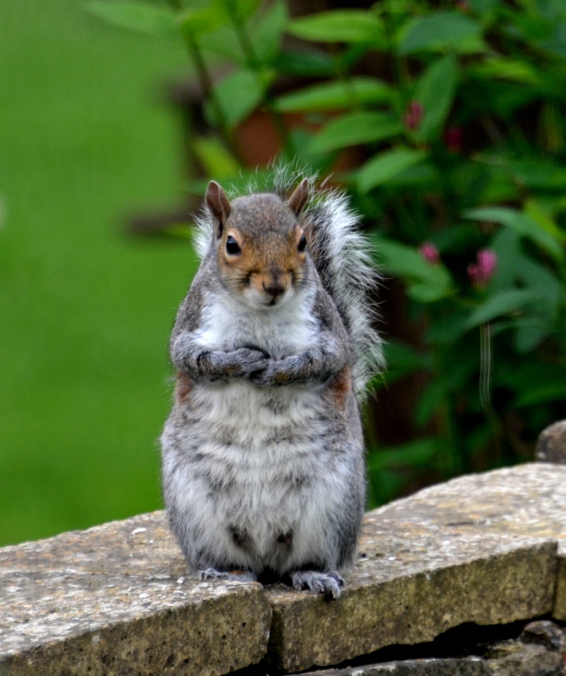 European Grey Squirrel | arkensielphoto | Blipfoto