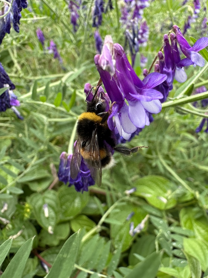 Bee Food | Munni | Blipfoto