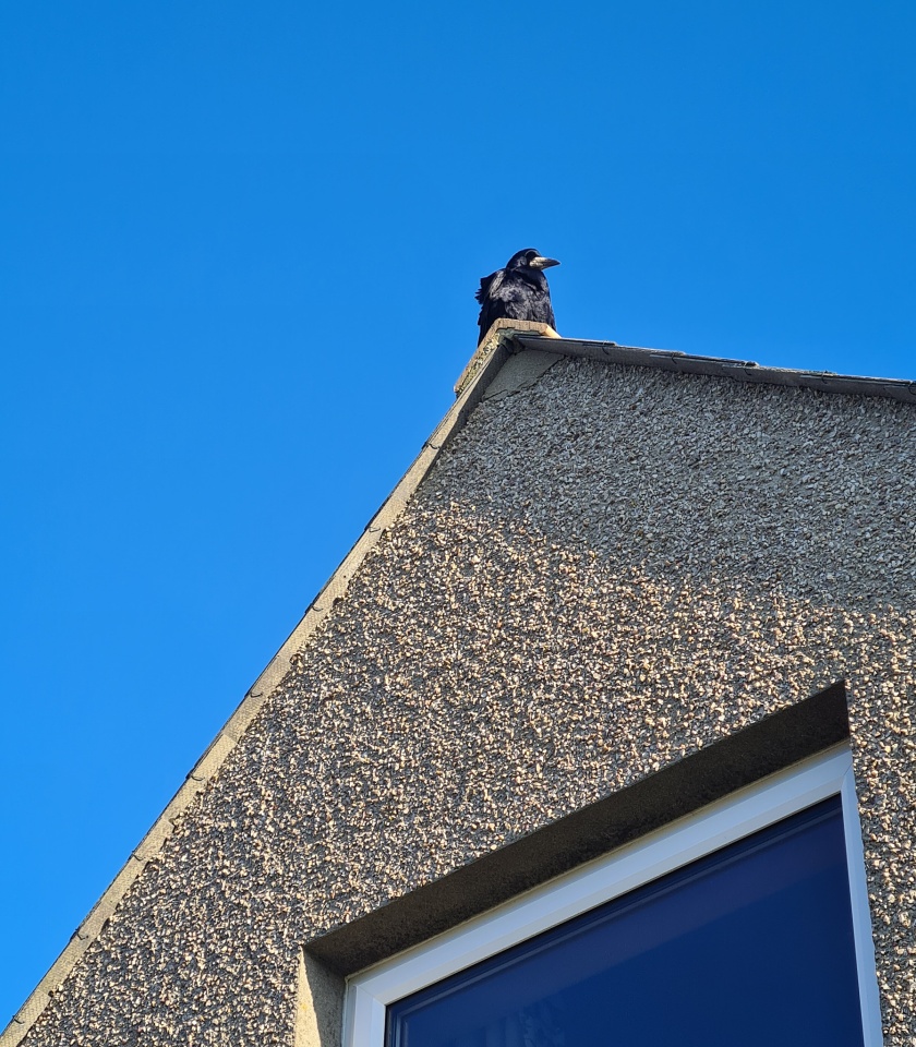 ROOK | EllyJay | Blipfoto