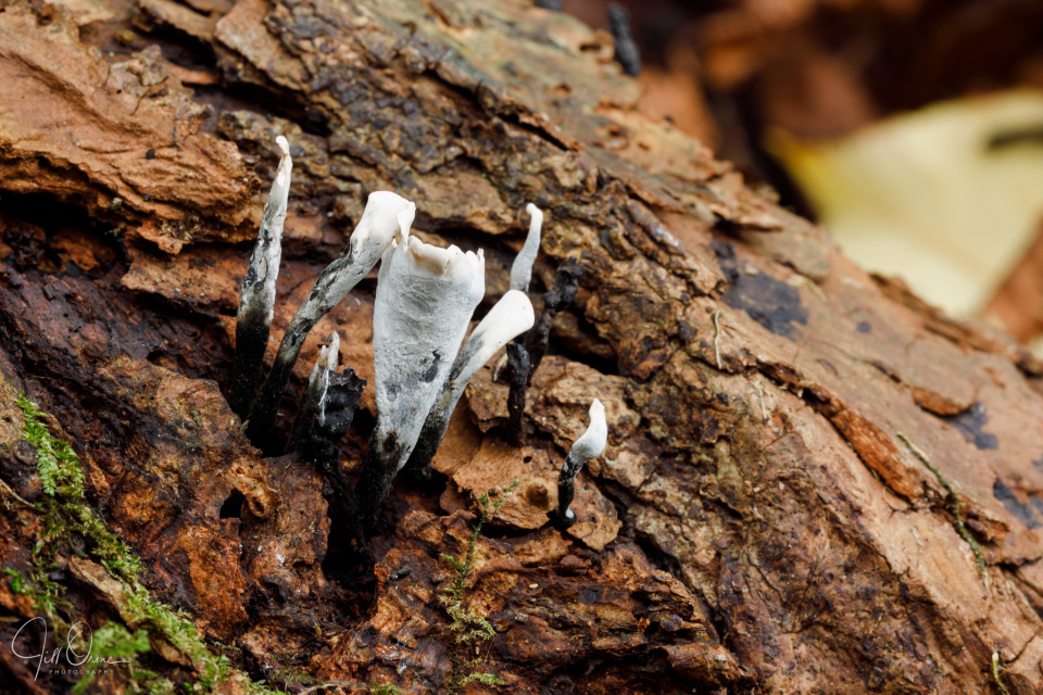 Candlesnuff | JDO | Blipfoto