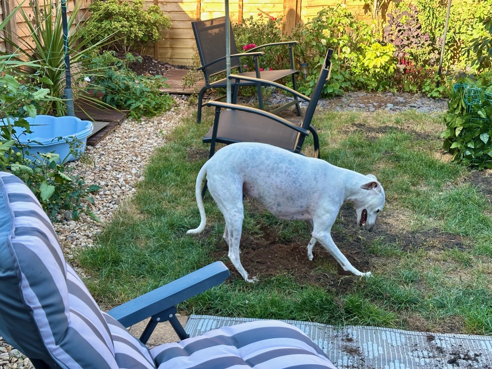 Ohhh dear! | Amanda_T | Blipfoto