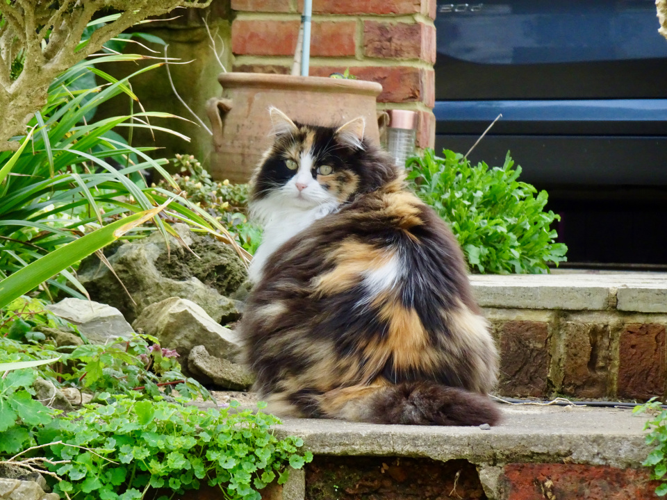 Smudge the cat | PAR1 | Blipfoto