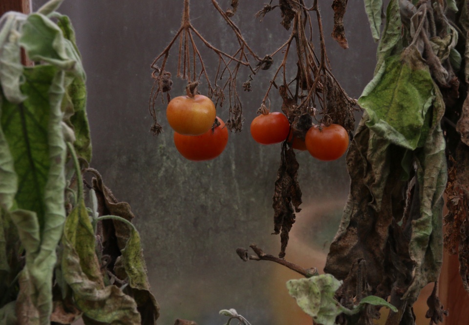 Shrivelling | thebear | Blipfoto