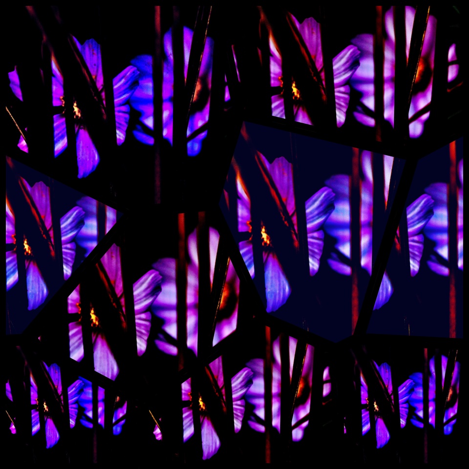 Stained glass cosmos | maureen6002 | Blipfoto