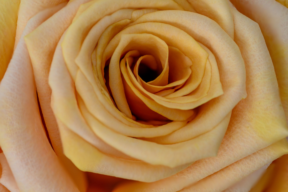 Rose | NickyR | Blipfoto