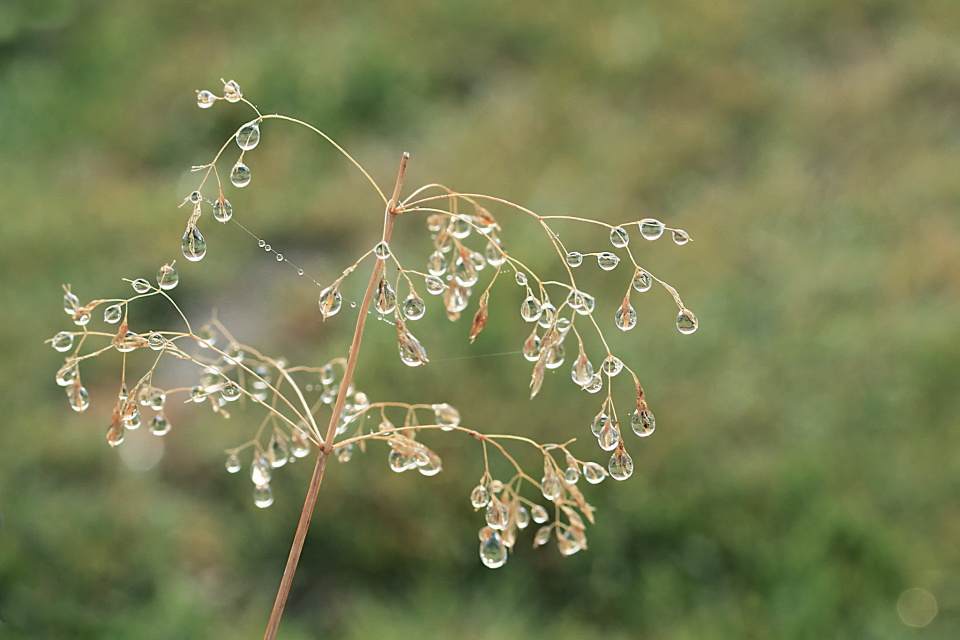 Drippy Drops | rainie | Blipfoto