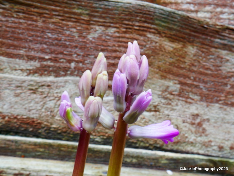 Hyacinth | ThingsBeautiful | Blipfoto