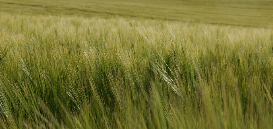 Crups | thegreenroom | Blipfoto