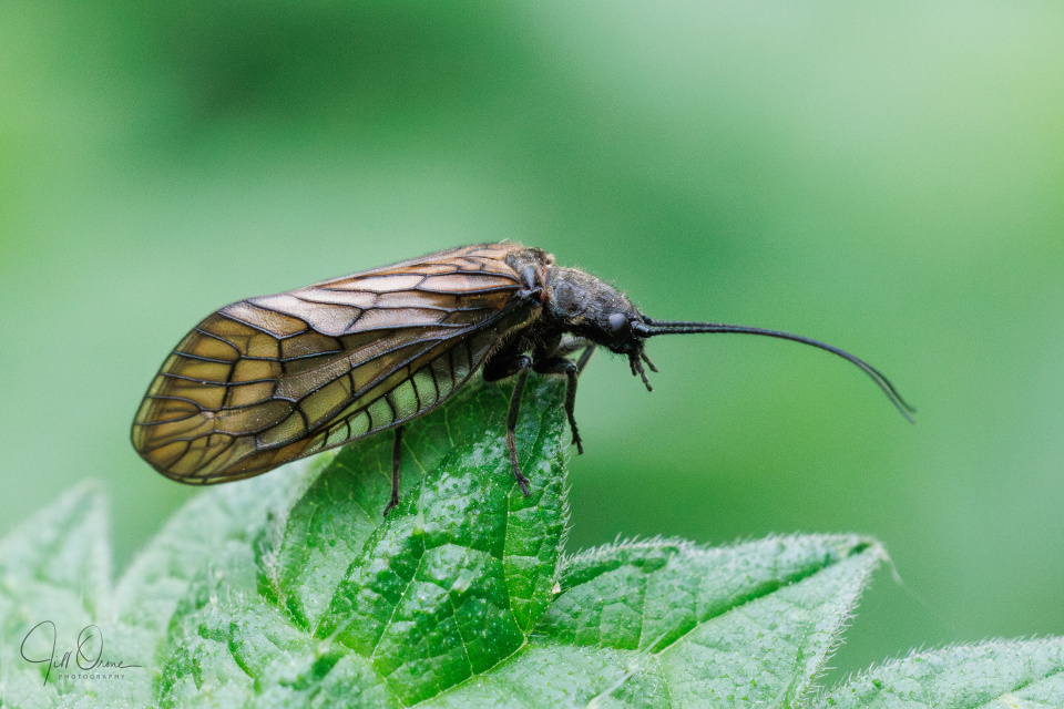 Alderfly | JDO | Blipfoto