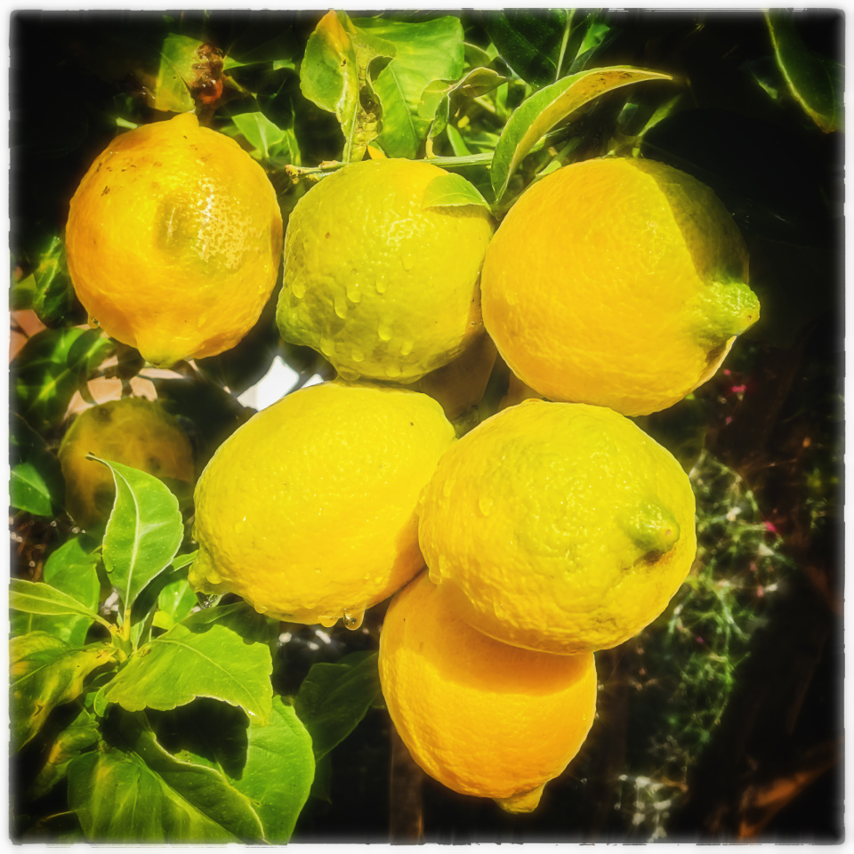 Fruta grosera? | Annie | Blipfoto