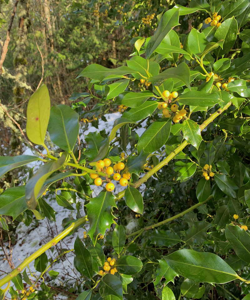 Yellow Holly, By Golly! | Pilipo | Blipfoto