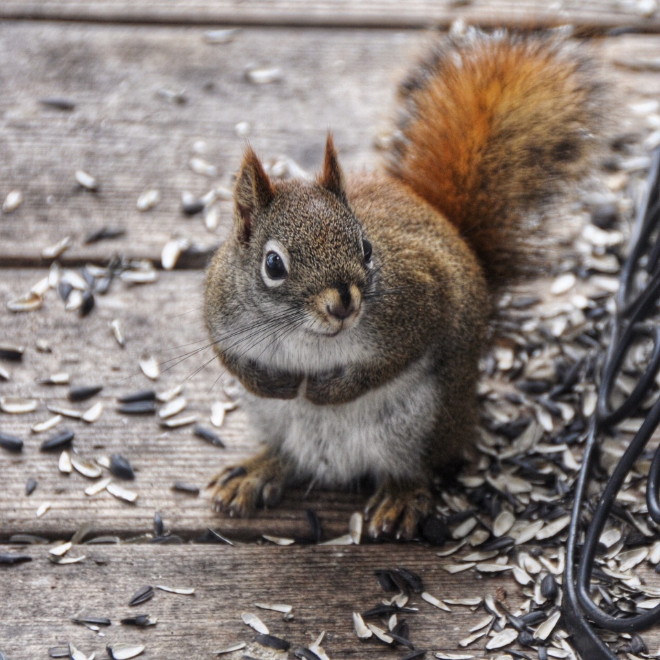 Rudy the Red Returns! | Memories4Me | Blipfoto