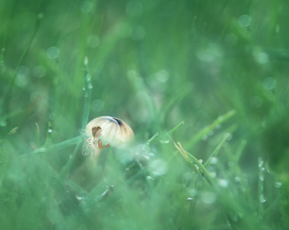 Bokeh "Magic" | rainie | Blipfoto