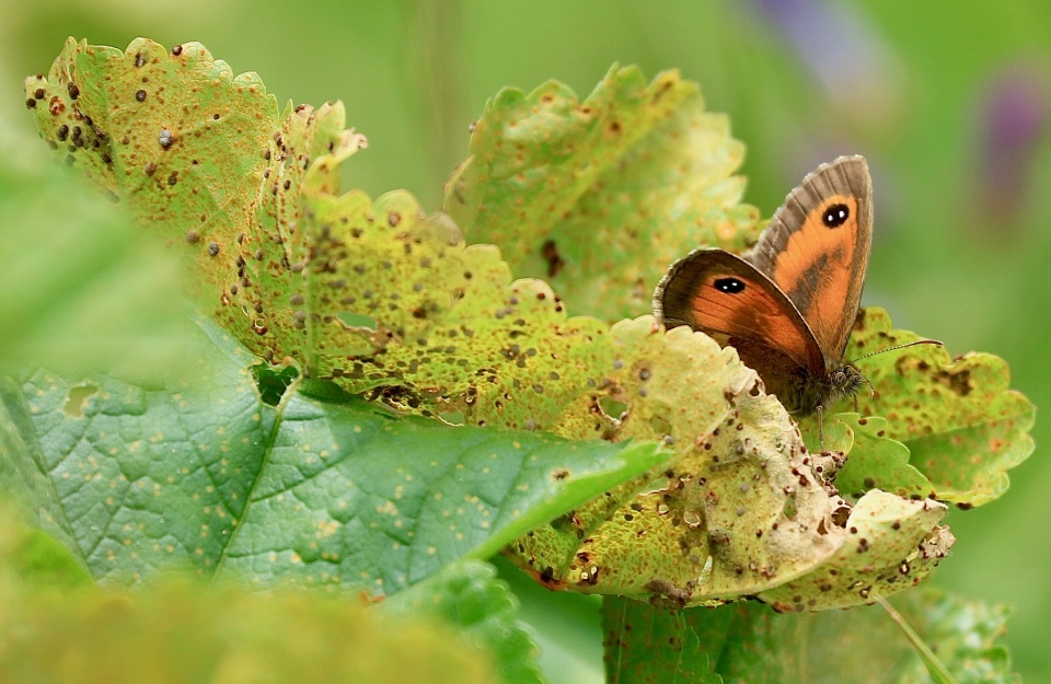 Love is like a butterfly | Viking | Blipfoto