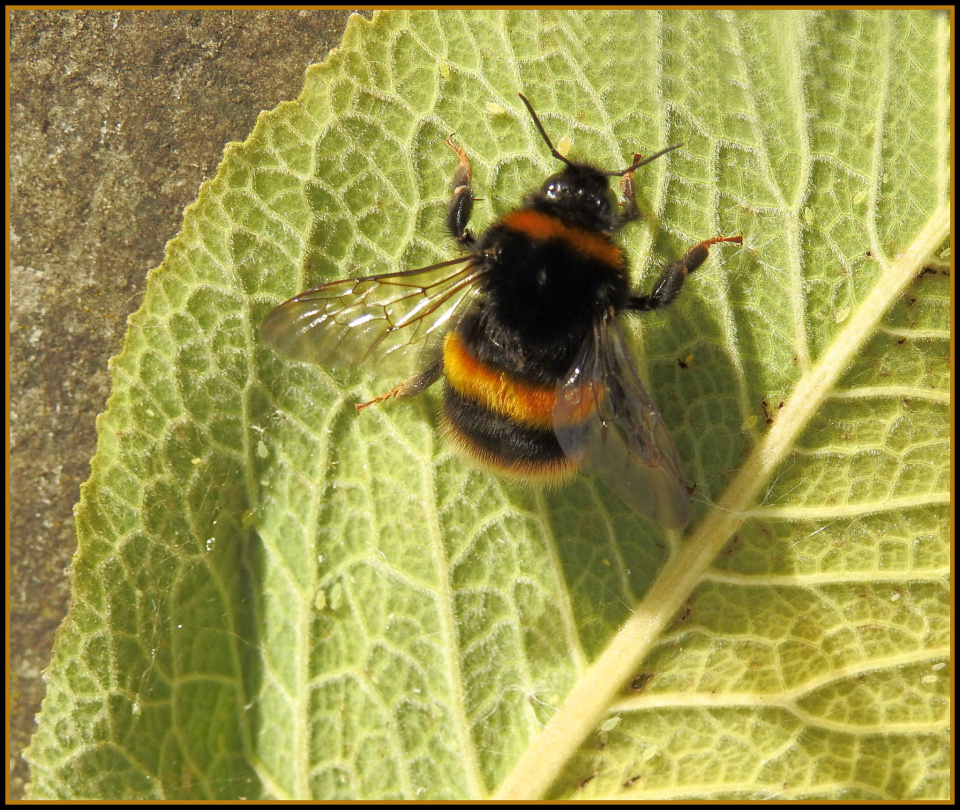 Queen Bumblebee | Rosemarie55 | Blipfoto