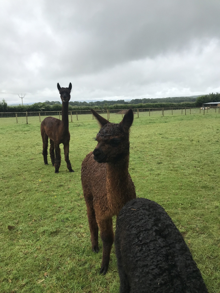 Woolly animals | simonslife | Blipfoto