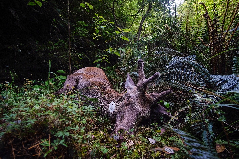 Fallen Stag | Horomaka | Blipfoto