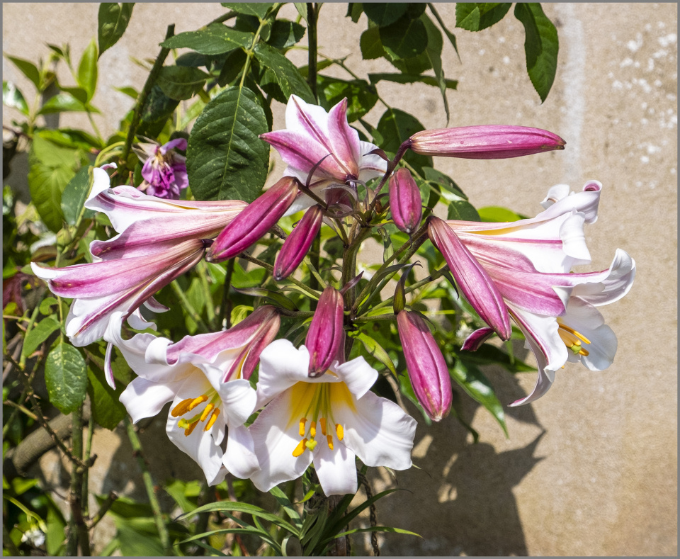 Lillium Regale | Terrifo | Blipfoto